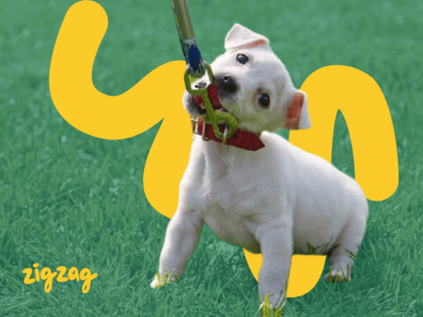 When can your new puppy go outside safely? — Zigzag Puppy Training App