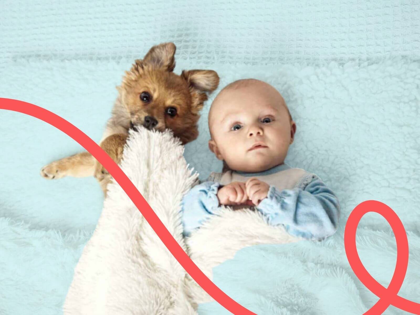 New Puppy Checklist: Training Tips and How to Prepare – Zigzag