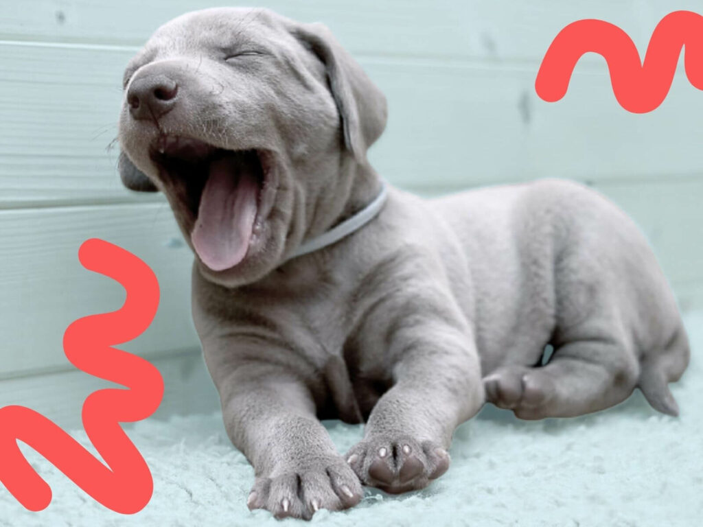 The Ideal Daily Puppy Routine — Zigzag Puppy Training App