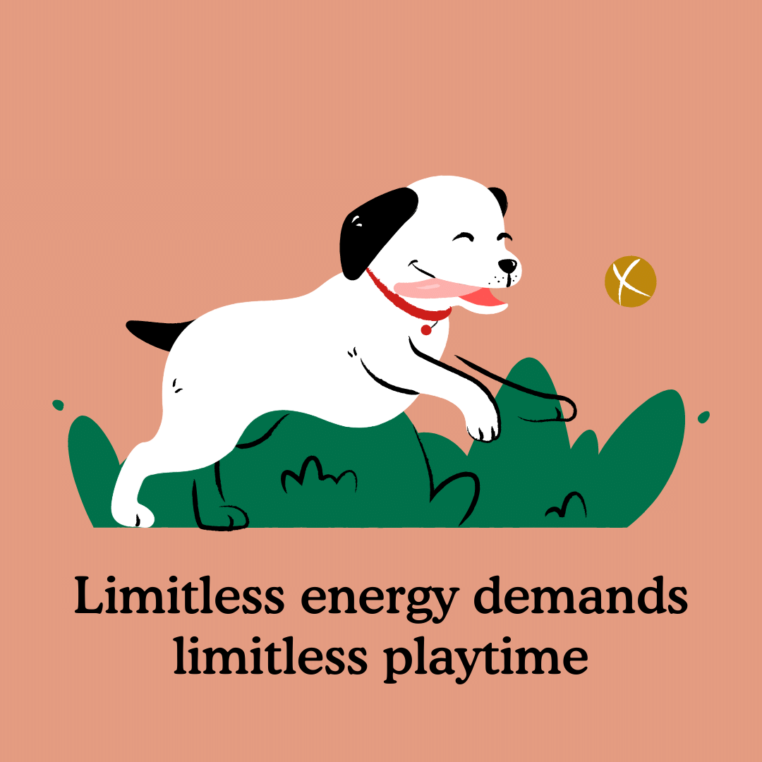 50 Puppy Dog Training Games For Any Scenario Zigzag