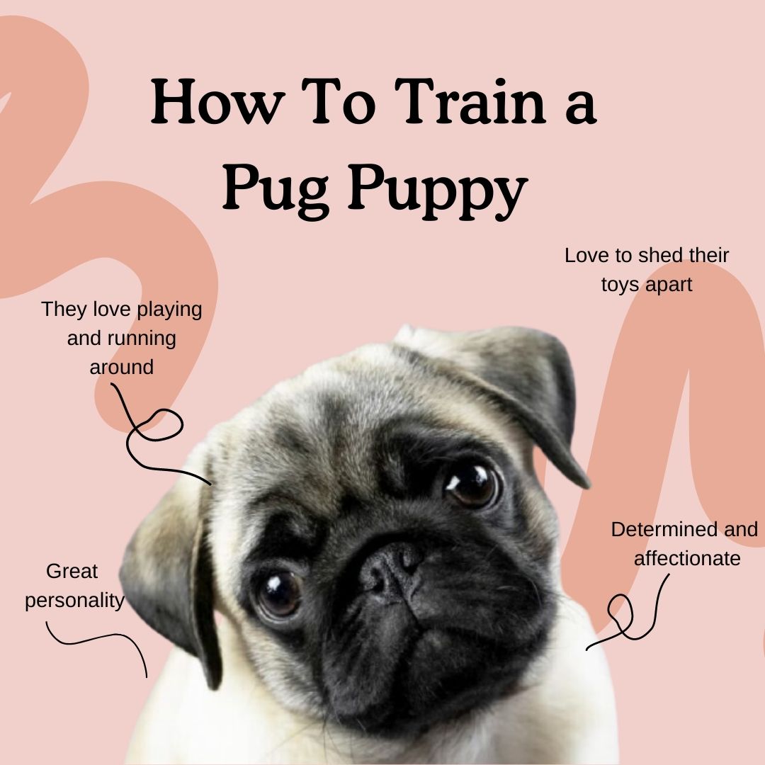 How To Train A Pug Puppy 8 Week Guide Zigzag