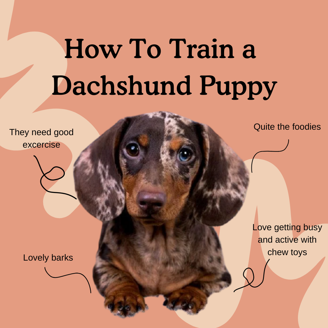 Dachshund Puppies Dachshund Puppies