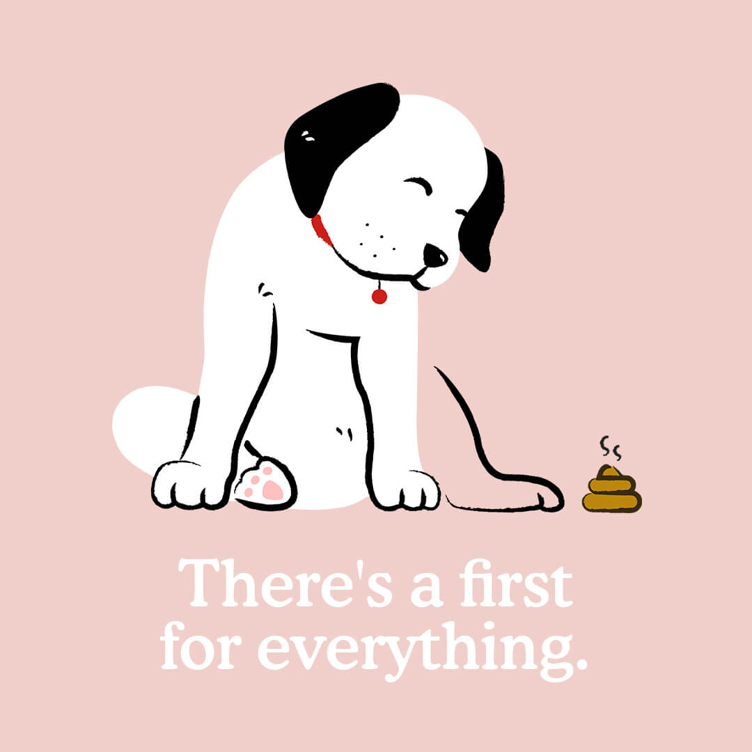 What to Expect from Your Puppy's First Week | Zigzag