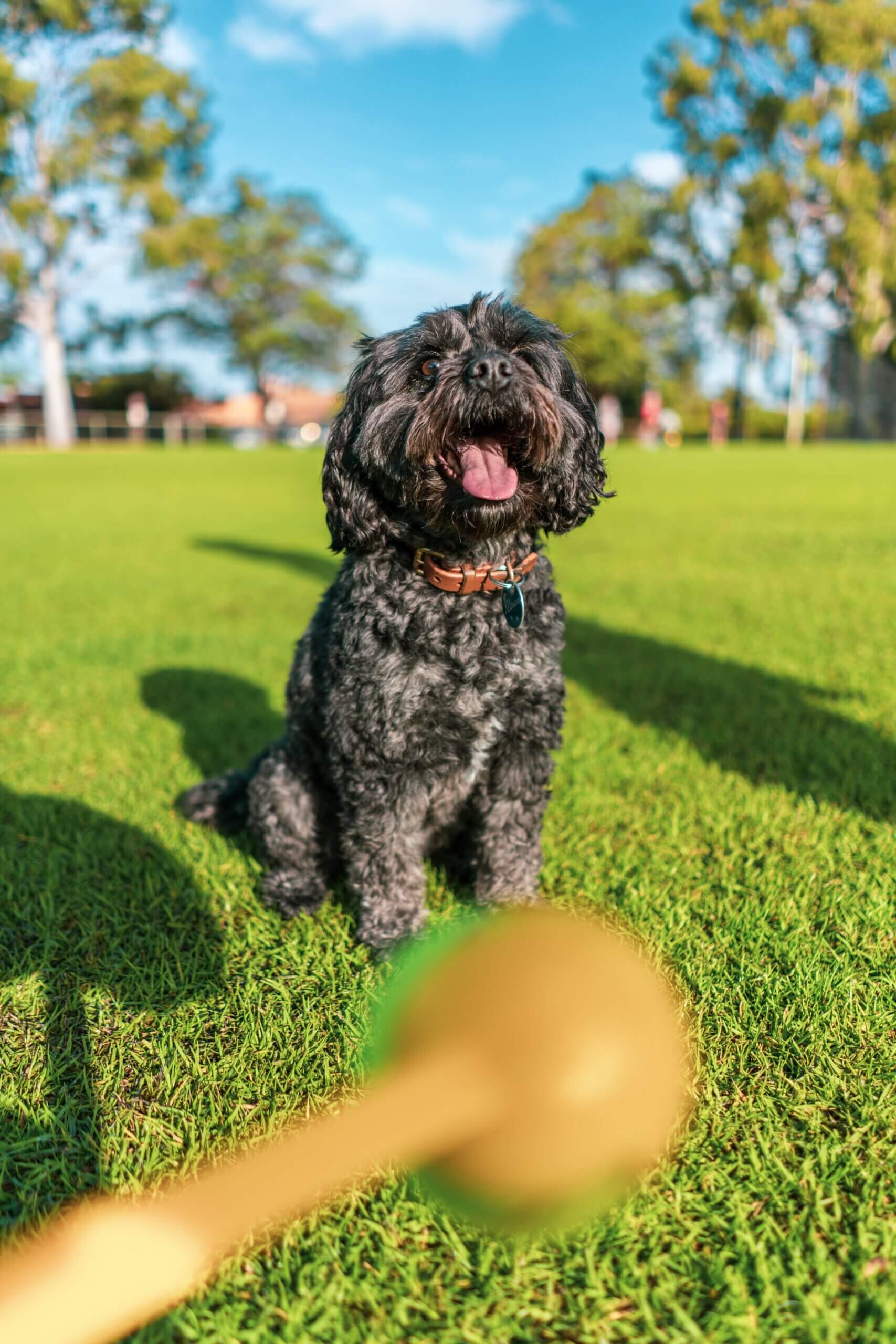 Puppy Behaviour: An Overview - Zigzag Puppy Training App