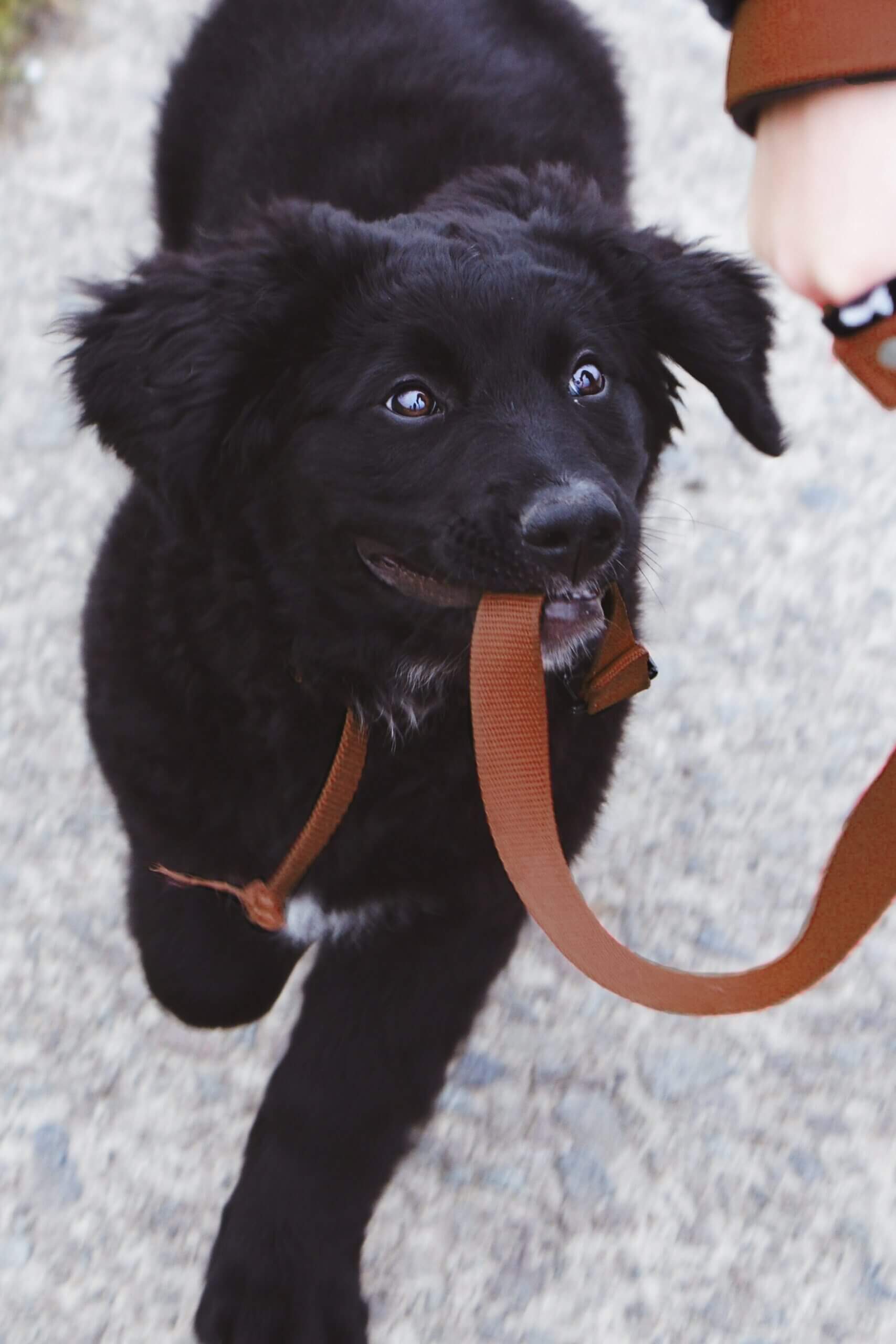 Puppy Behaviour: An Overview - Zigzag Puppy Training App