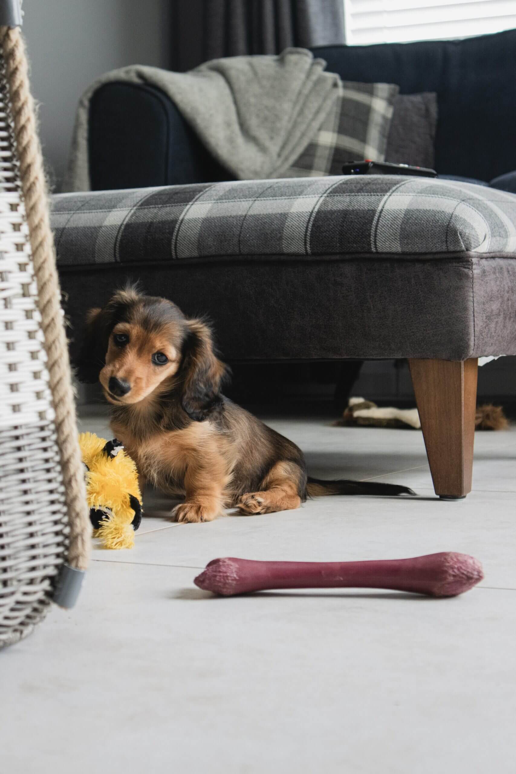 Puppy Vomiting: Why Does It Happen? - Zigzag