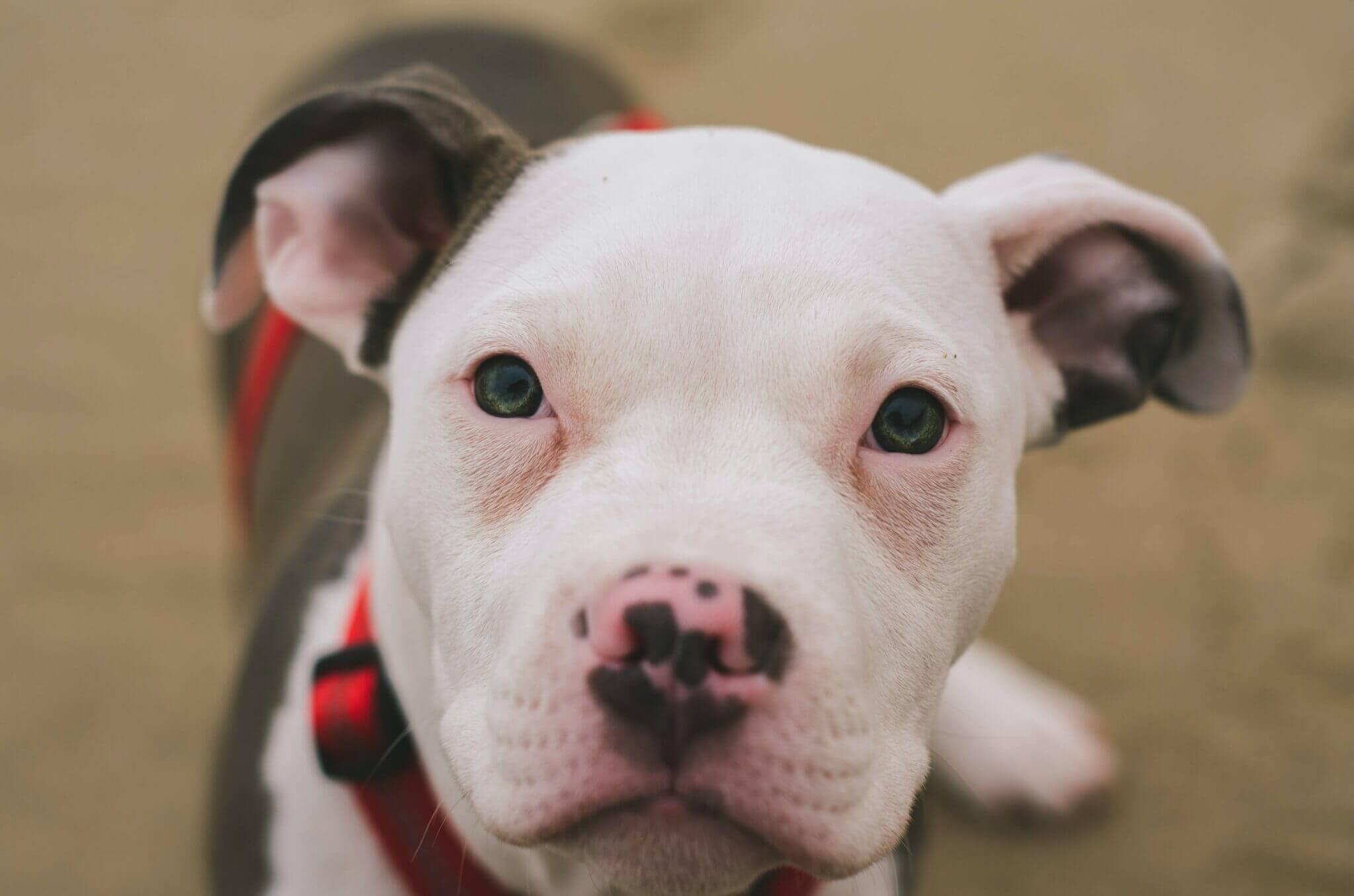 My Dogs Nose is Red: Should I Be Concerned? - Zigzag
