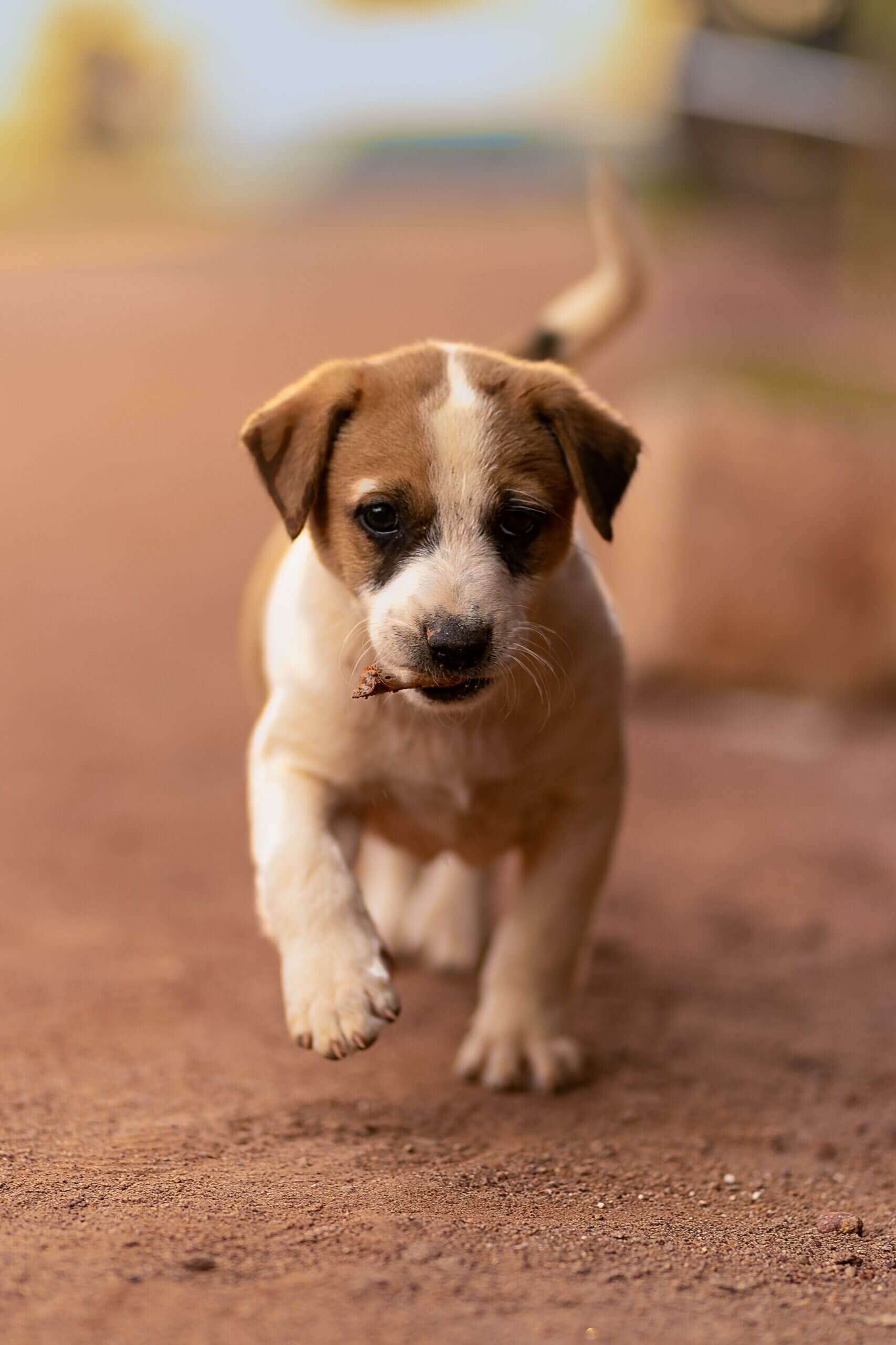 Why Dogs Bury Bones? Find Out the Surprising Answer - Zigzag