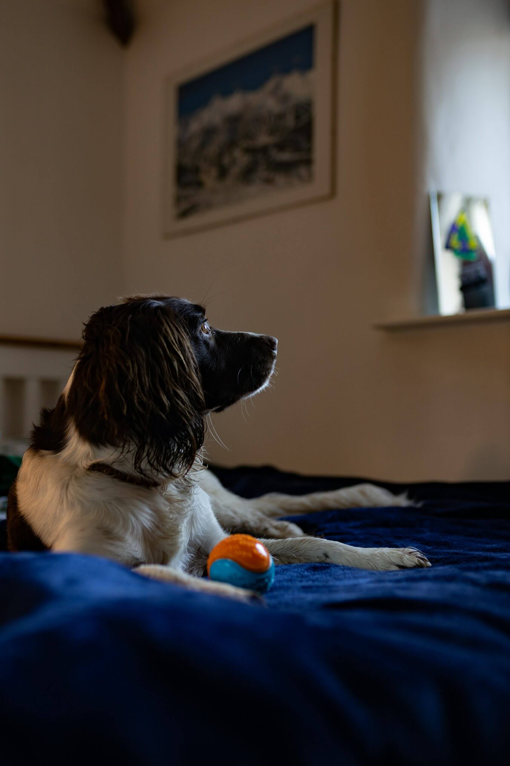 Why Dogs Are Scared of Fireworks - Zigzag