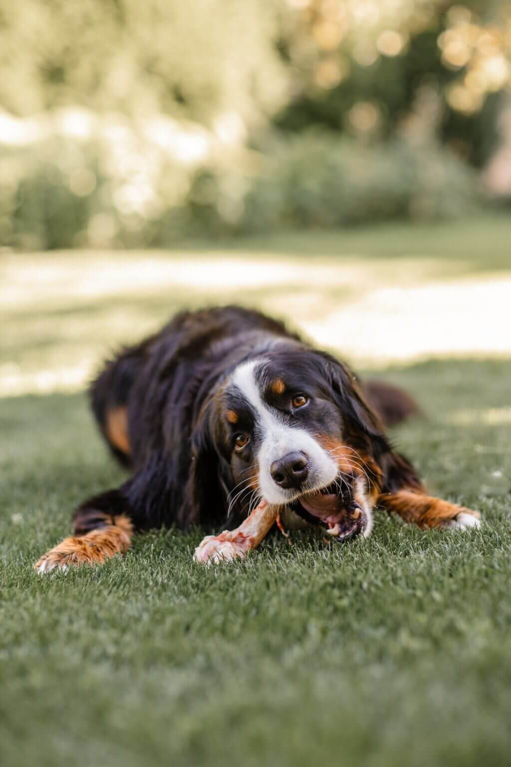 Why Dogs Bury Bones? Find Out the Surprising Answer - Zigzag