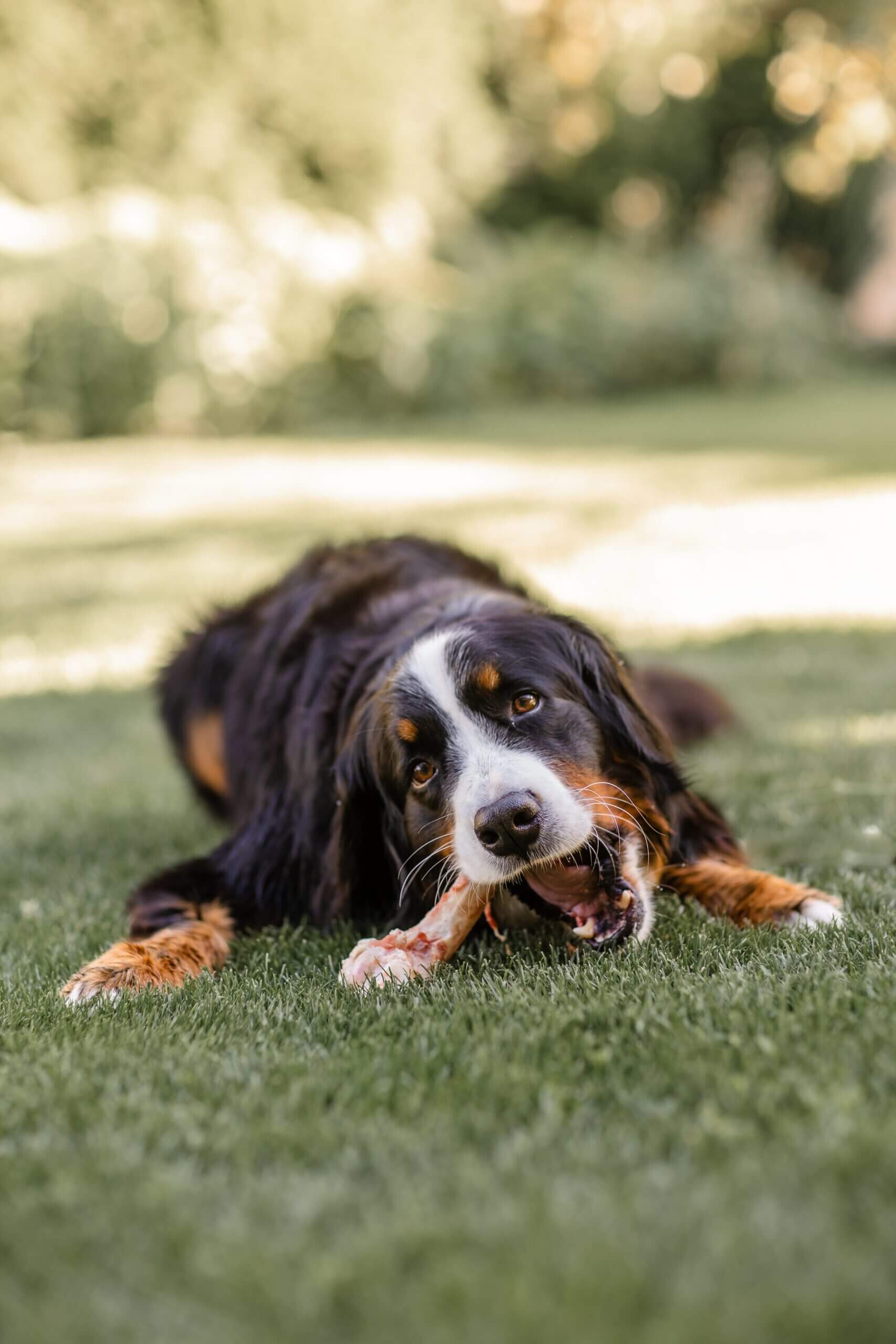 Why Dogs Bury Bones? Find Out the Surprising Answer - Zigzag