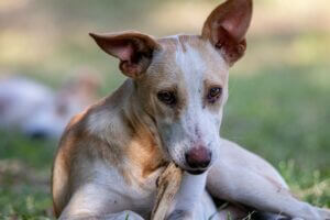 Why Dogs Bury Bones? Find Out the Surprising Answer - Zigzag