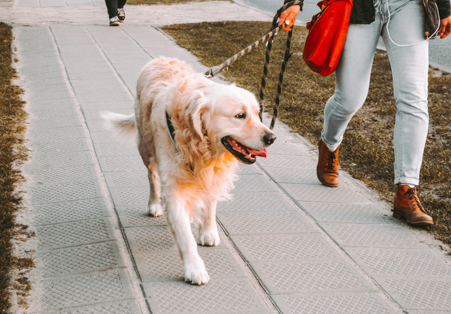 Train Your Dog to Ignore Other Dogs With These 8 Tips - Zigzag