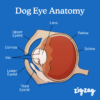 Dog Paw Pads: How to Care and Treat them | Zigzag