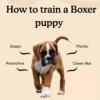 How to Train a Jack Russell Puppy | Complete Training Guide