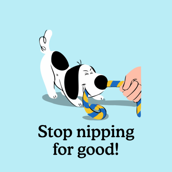 How to Stop Your Puppy from Biting Your Feet | Zigzag
