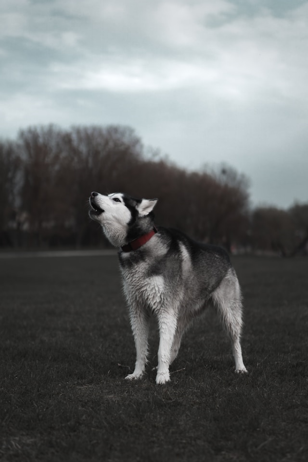 5 Reasons Why Dogs Howl When They Hear Sirens - Zigzag