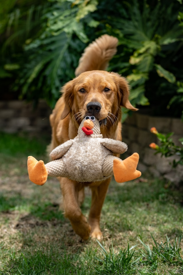 Help! Why Is My Puppy So Hyper? - Zigzag
