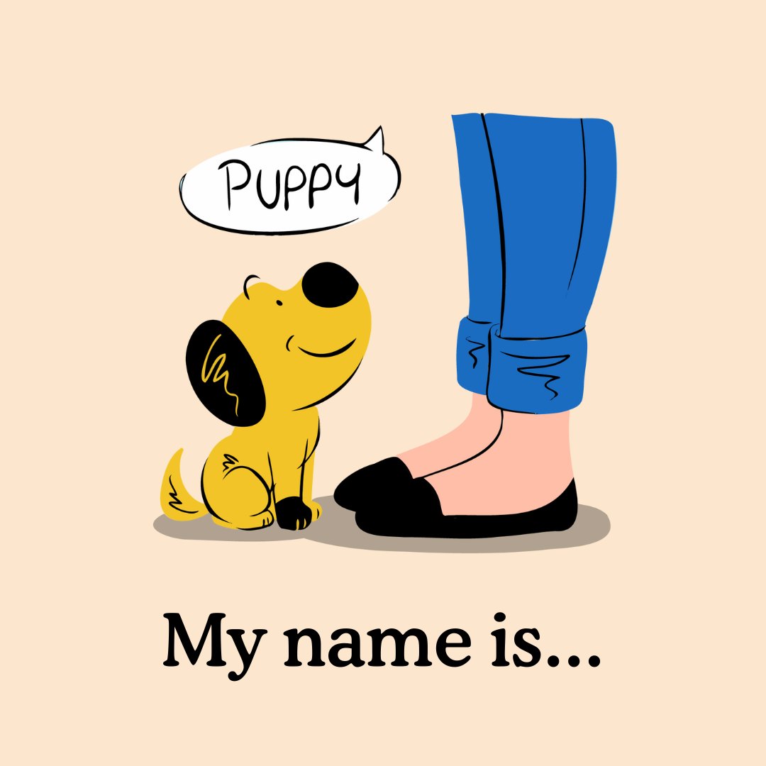 How To Teach A Puppy Its Name Top Tips And Tricks Zigzag How To Teach A Puppy Its Name Top Tips And Tricks Zigzag